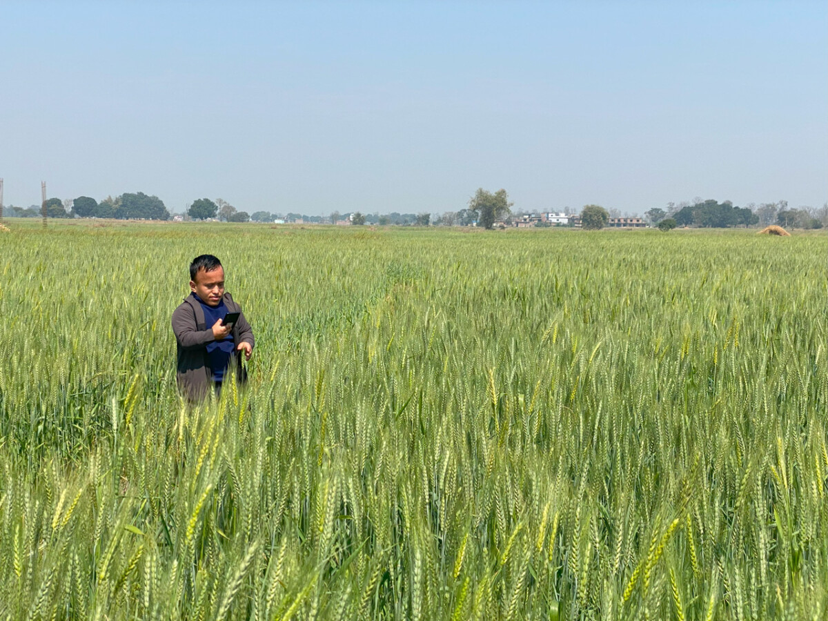 Satellite imagery in rice crop mapping: Sowing the seeds for stronger ...