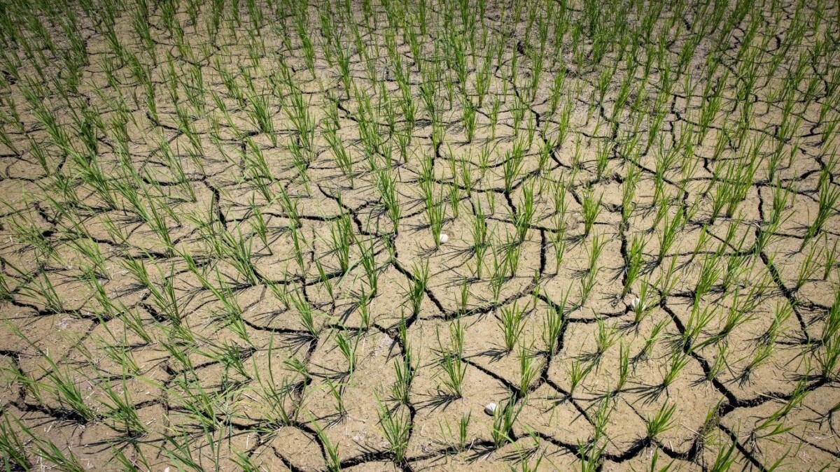 Drought crisis in Nepal’s Madhesh Province threatens rice production ...